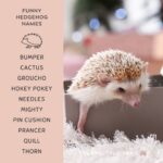 170+ Best Hedgehog Names (Cute, Funny, and Classic) - Every Little Name
