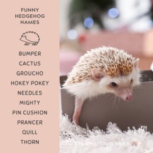 170+ Best Hedgehog Names (Cute, Funny, and Classic) - Every Little Name