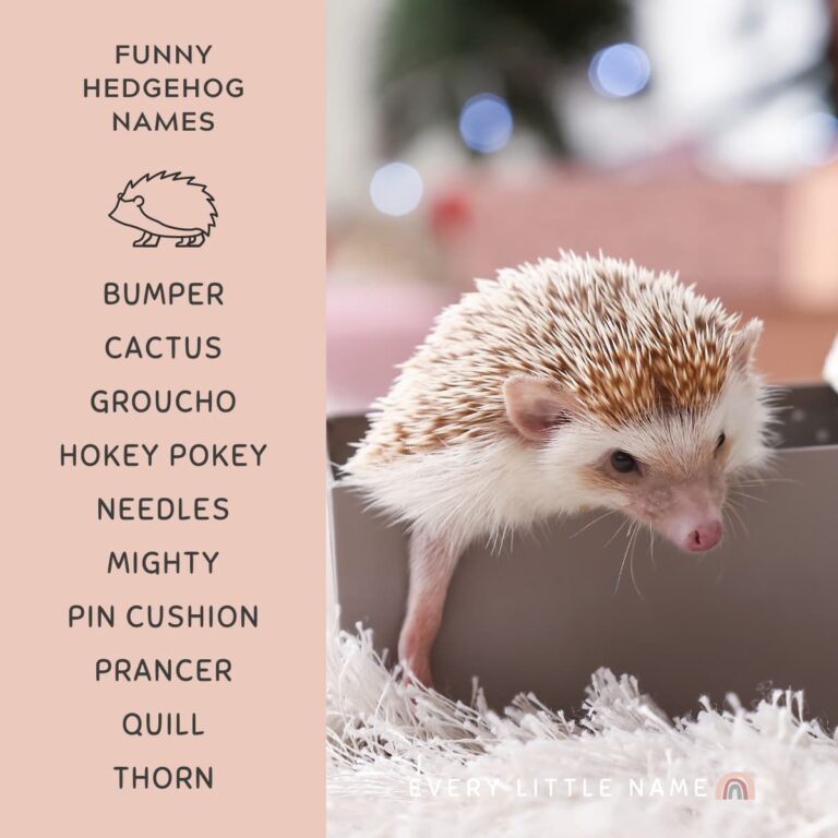 170+ Best Hedgehog Names (Cute, Funny, and Classic) - Every Little Name