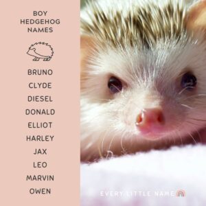 170+ Best Hedgehog Names (Cute, Funny, and Classic) - Every Little Name