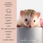 170+ Best Hedgehog Names (Cute, Funny, and Classic) - Every Little Name