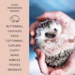 170+ Best Hedgehog Names (Cute, Funny, and Classic) - Every Little Name