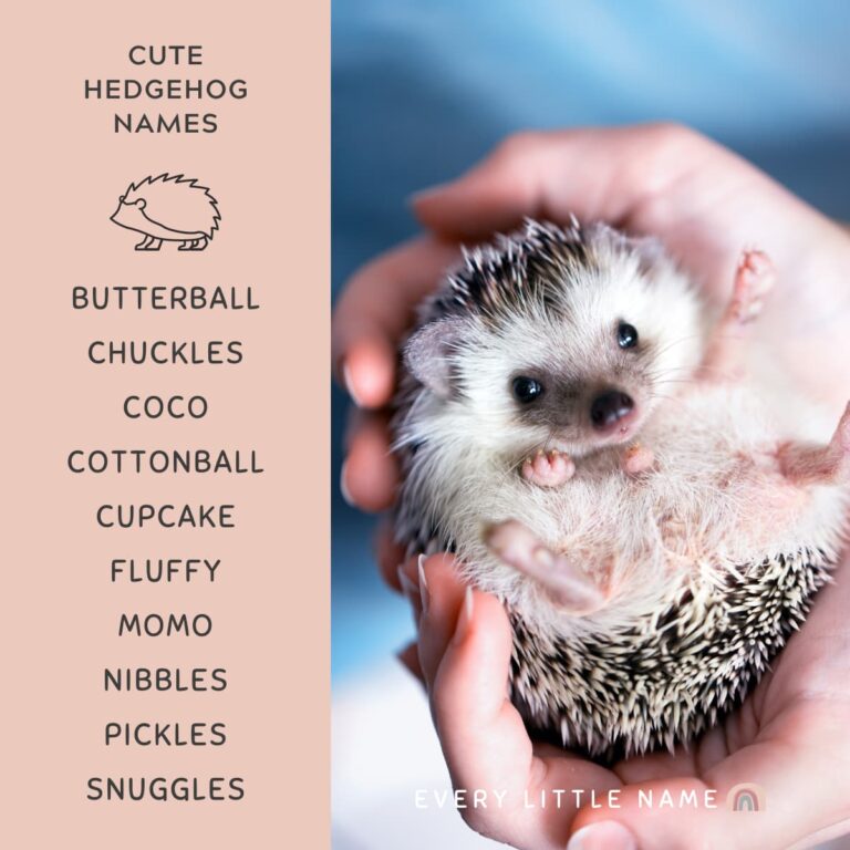 170+ Best Hedgehog Names (Cute, Funny, and Classic) - Every Little Name