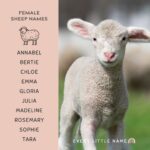 180+ Best Sheep Names (Cute, Funny, and Creative) - Every Little Name