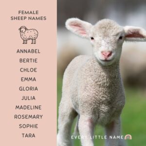 180+ Best Sheep Names (Cute, Funny, and Creative) - Every Little Name