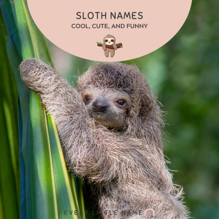 200+ Best Sloth Names (Cute, Funny, and Cool) - Every Little Name