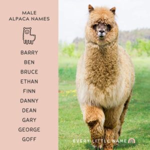 170+ Adorable Alpaca Names (Best, Funny, and Unique) - Every Little Name