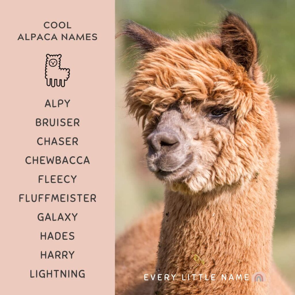 170+ Adorable Alpaca Names (Best, Funny, and Unique) - Every Little Name