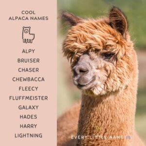 170+ Adorable Alpaca Names (Best, Funny, and Unique) - Every Little Name