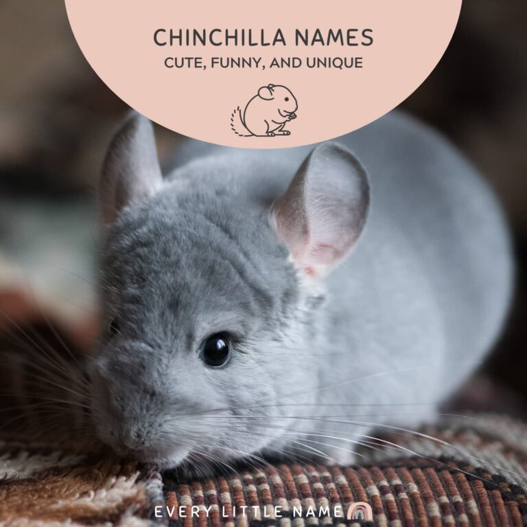 250+ Best Chinchilla Names (Cute, Funny, and Unique) - Every Little Name