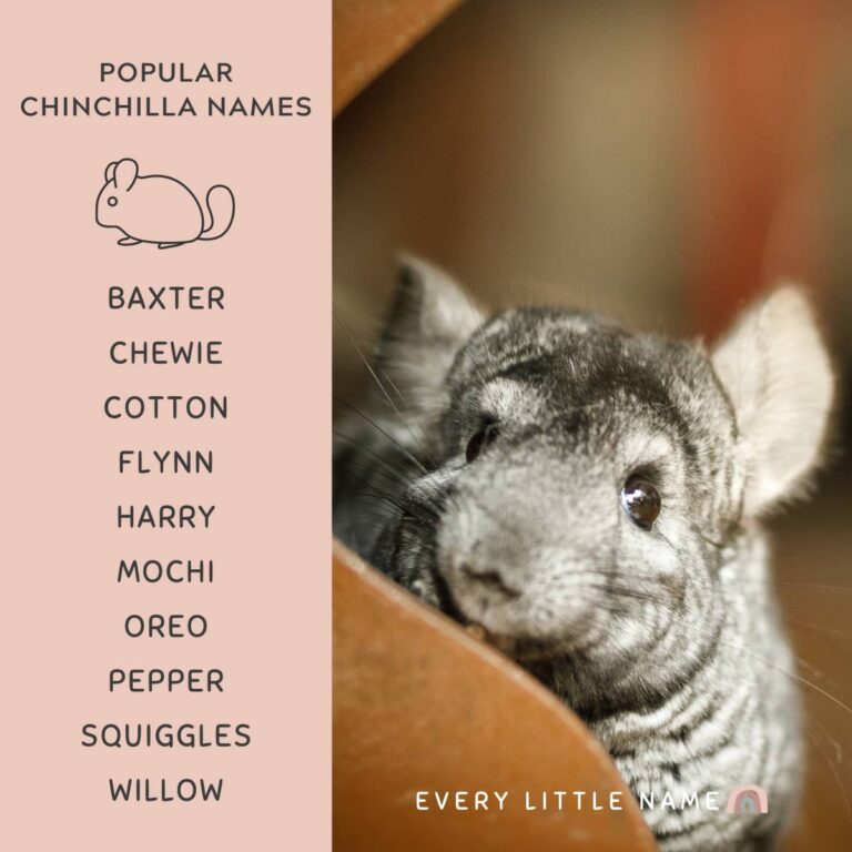 250+ Best Chinchilla Names (Cute, Funny, and Unique) - Every Little Name