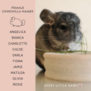 250+ Best Chinchilla Names (Cute, Funny, and Unique) - Every Little Name