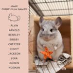 250+ Best Chinchilla Names (Cute, Funny, and Unique) - Every Little Name