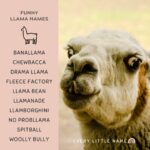 220+ Best Llama Names (Adorable, Funny, and Cool) - Every Little Name