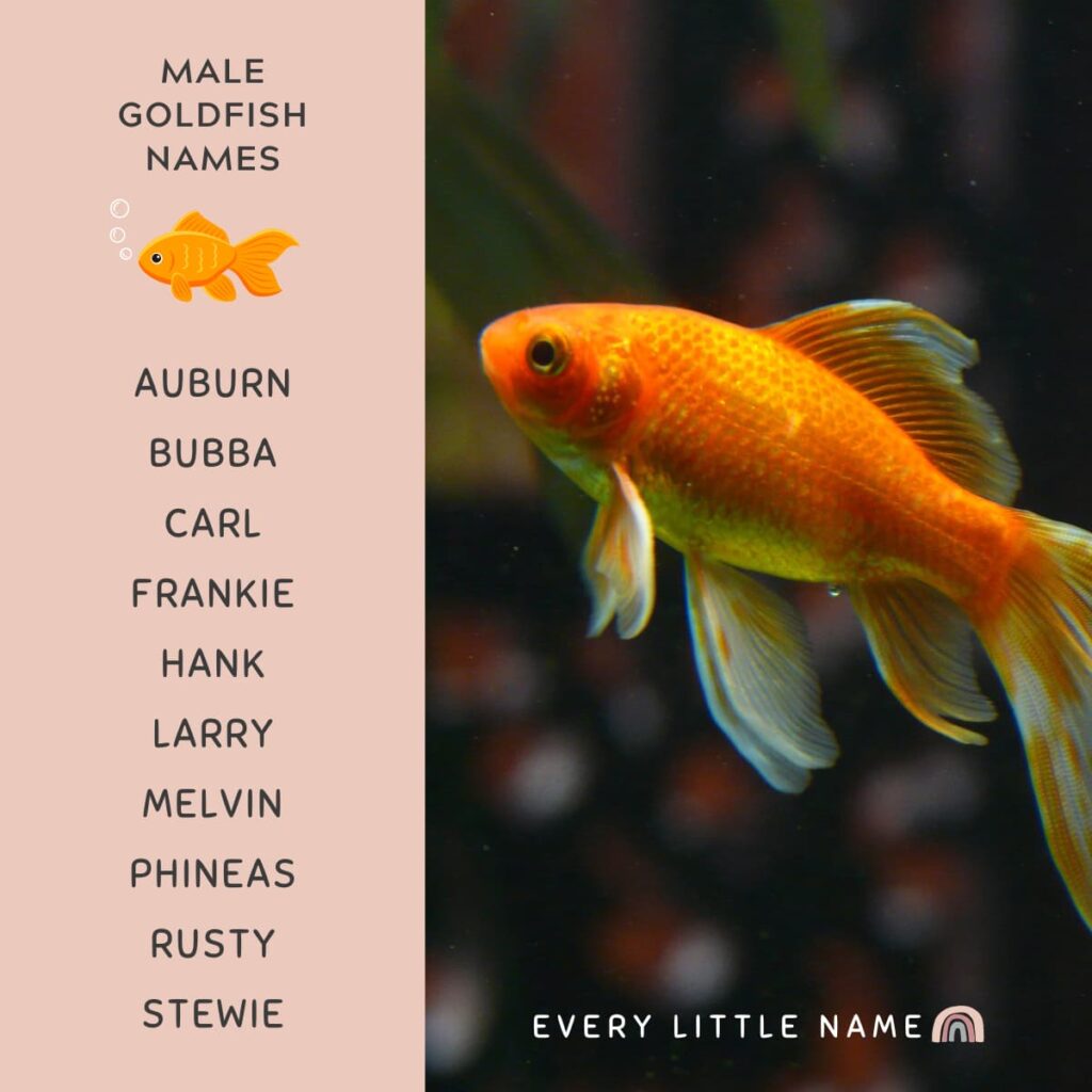 230+ Best Goldfish Names (Adorable, Funny, and Cool) - Every Little Name