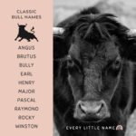 130 Best Bull Names (Strong, Funny, and Classic) - Every Little Name