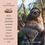 200+ Best Sloth Names (Cute, Funny, and Cool) - Every Little Name