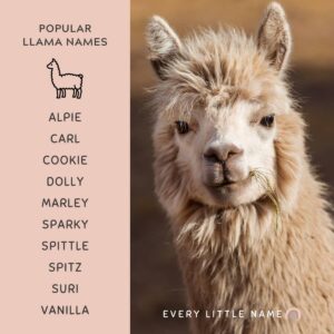 220+ Best Llama Names (Adorable, Funny, and Cool) - Every Little Name