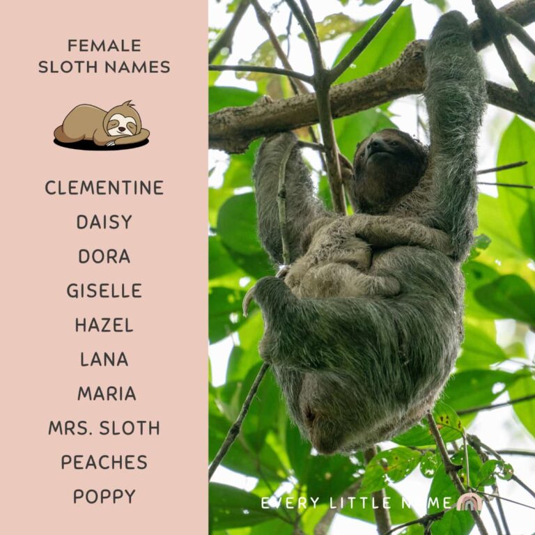 200+ Best Sloth Names (Cute, Funny, and Cool) - Every Little Name
