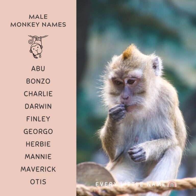170+ Best Monkey Names (Cute, Funny, and Creative) - Every Little Name
