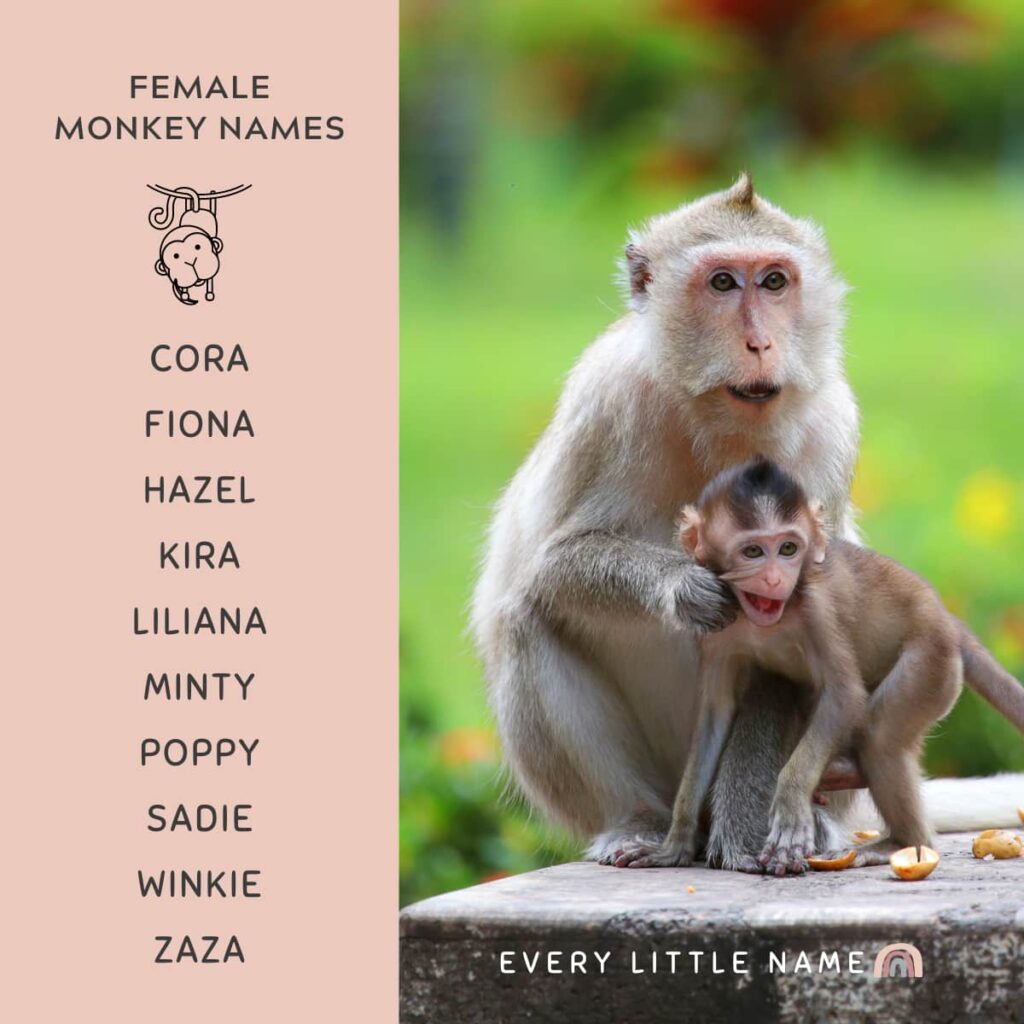170+ Best Monkey Names (Cute, Funny, and Creative) - Every Little Name