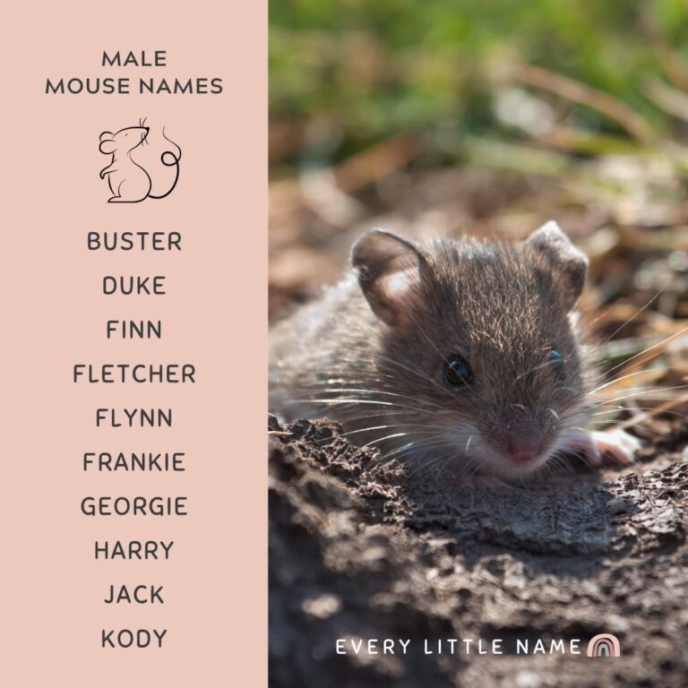 210+ Best Mouse Names (Cute, Clever, and Funny) - Every Little Name