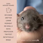 210+ Best Mouse Names (Cute, Clever, and Funny) - Every Little Name