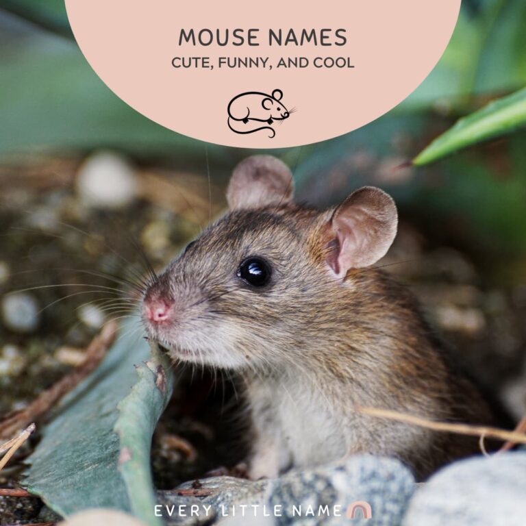 210 Best Mouse Names Cute Clever And Funny Every Little Name 210 Best Mouse Names Cute Clever And Funny Every Little Name