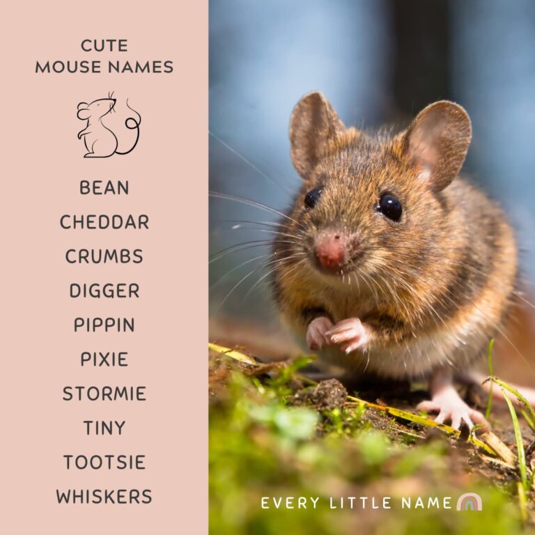 210+ Best Mouse Names (Cute, Clever, and Funny) - Every Little Name