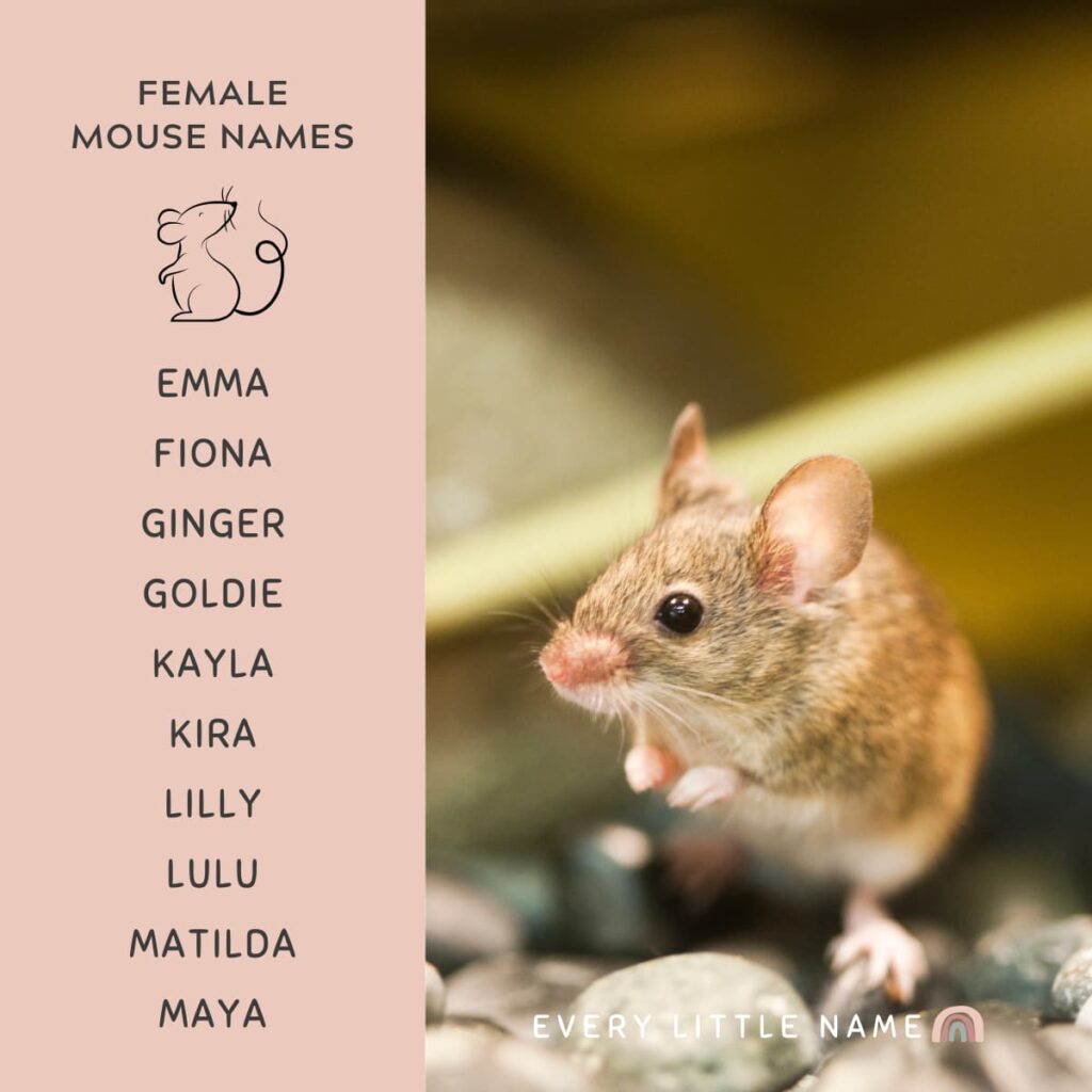 210 Best Mouse Names Cute Clever And Funny Every Little Name 210 Best Mouse Names Cute Clever And Funny Every Little Name