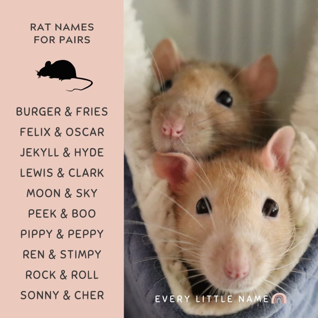 220 Best Rat Names Cool Cute And Funny Every Little Name 220 Best Rat Names Cool Cute And Funny Every Little Name