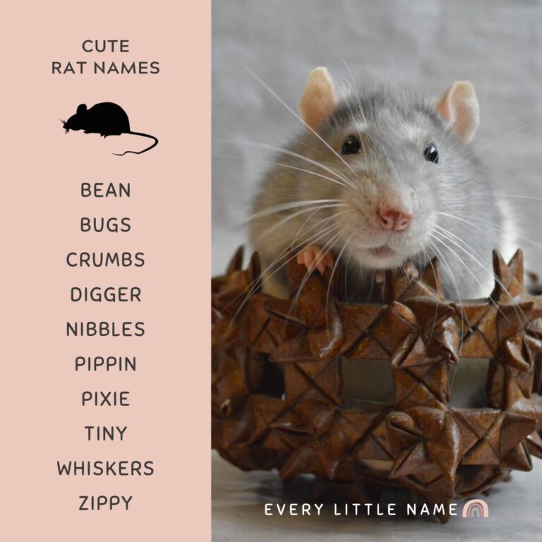 220 Best Rat Names Cool Cute And Funny Every Little Name 220 Best Rat Names Cool Cute And Funny Every Little Name