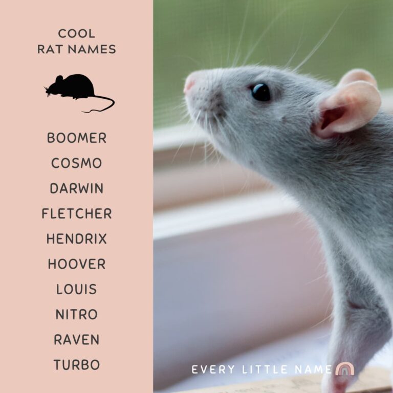 220 Best Rat Names Cool Cute And Funny Every Little Name 220 Best Rat Names Cool Cute And Funny Every Little Name