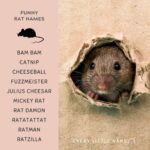 220+ Best Rat Names (Cool, Cute, and Funny) - Every Little Name