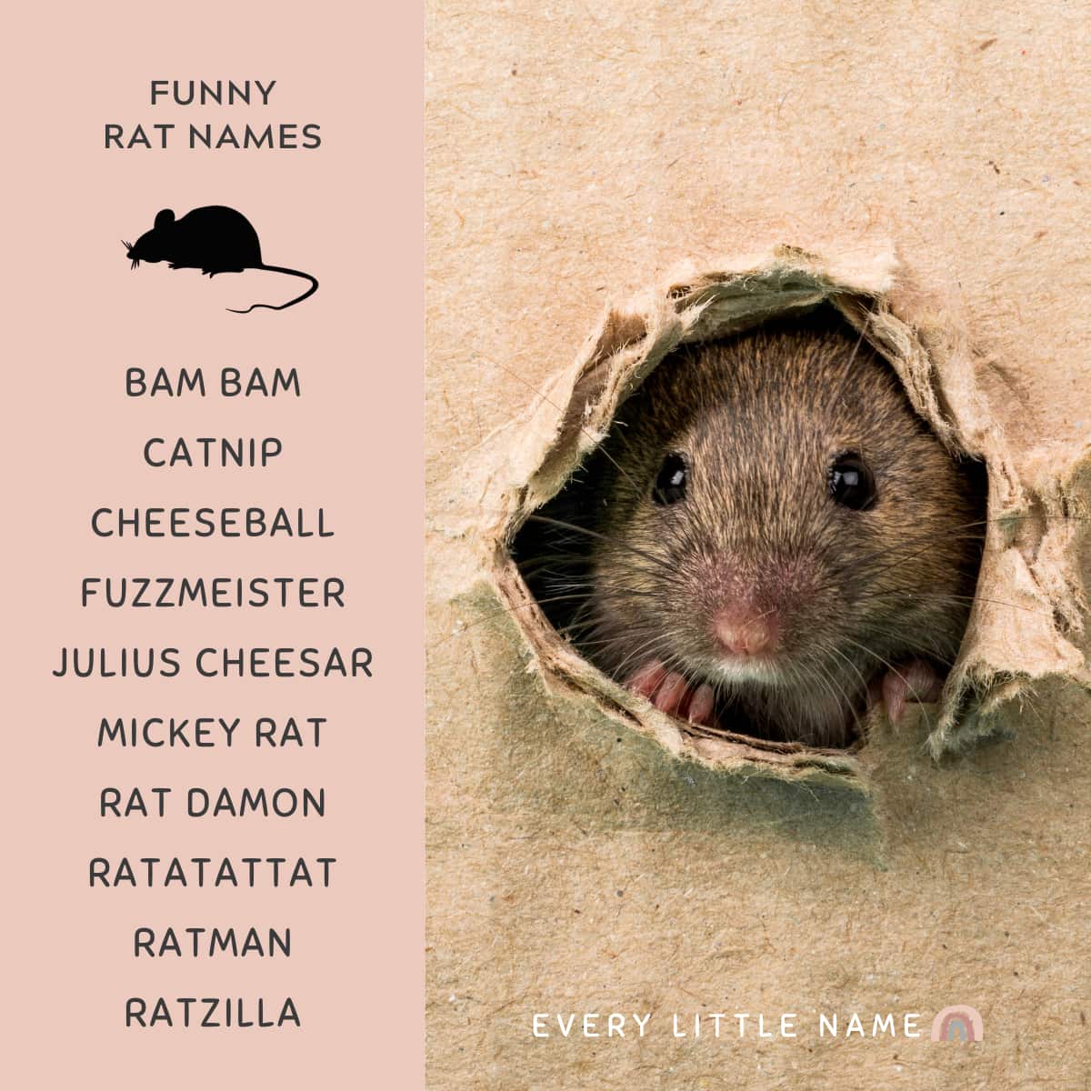 220 Best Rat Names Cool Cute And Funny Every Little Name 220 Best Rat Names Cool Cute And Funny Every Little Name