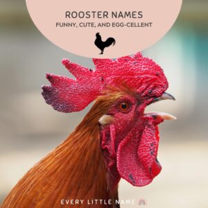 120+ Best Rooster Names (Funny, Cute, and Cool) - Every Little Name