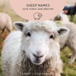 180+ Best Sheep Names (Cute, Funny, and Creative) - Every Little Name