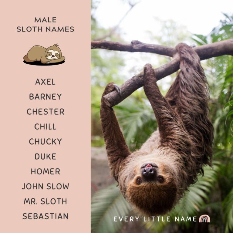 200+ Best Sloth Names (Cute, Funny, and Cool) - Every Little Name