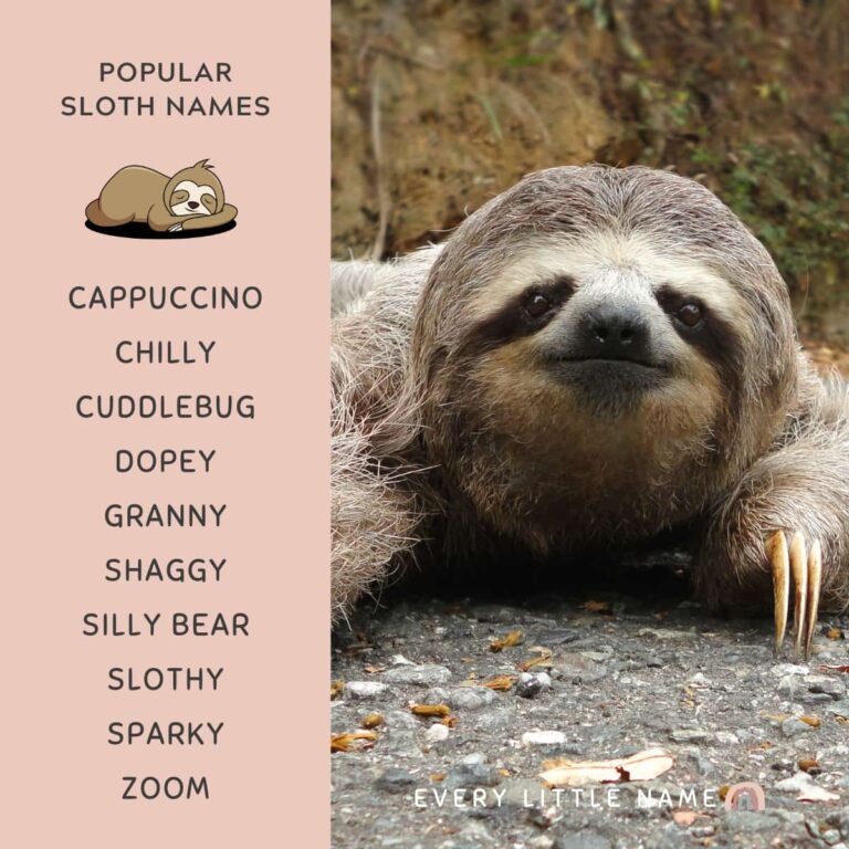 200+ Best Sloth Names (Cute, Funny, and Cool) - Every Little Name