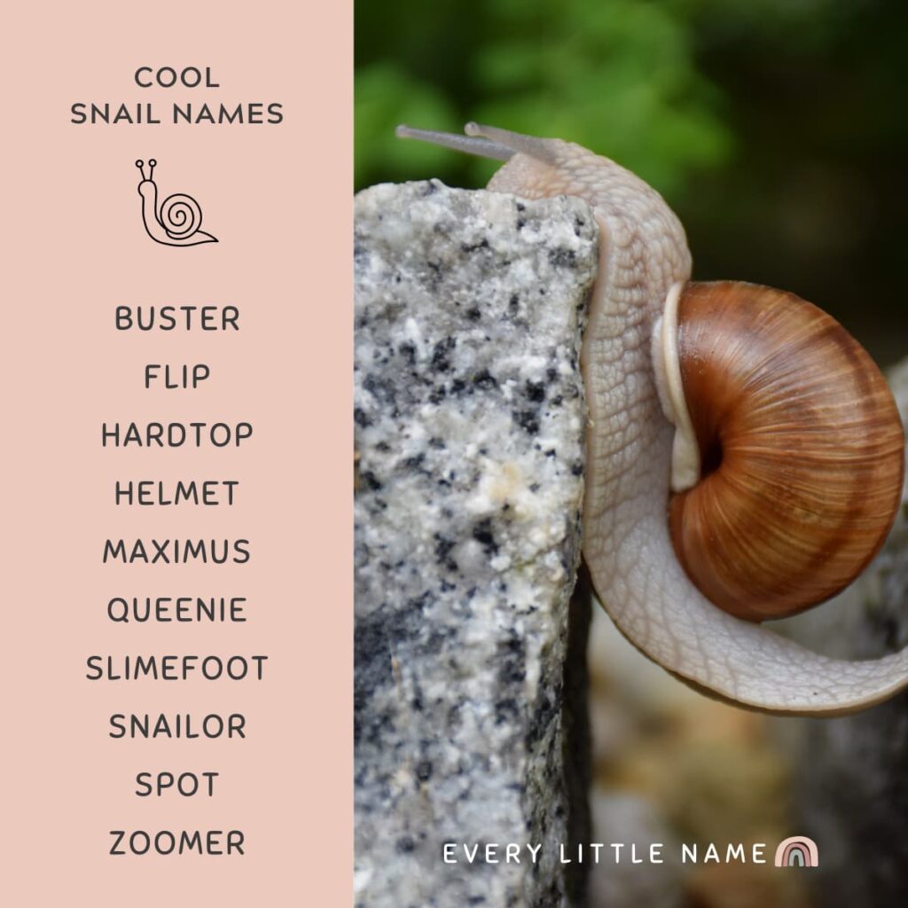 120+ Best Snail Names (Cute, Cool, and Funny) - Every Little Name
