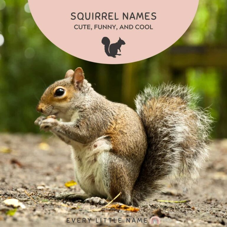 210+ Best Squirrel Names (Cute, Funny, and Cool) - Every Little Name