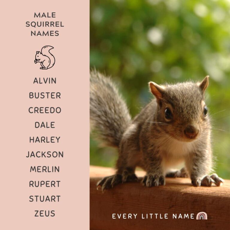 210+ Best Squirrel Names (Cute, Funny, and Cool) - Every Little Name