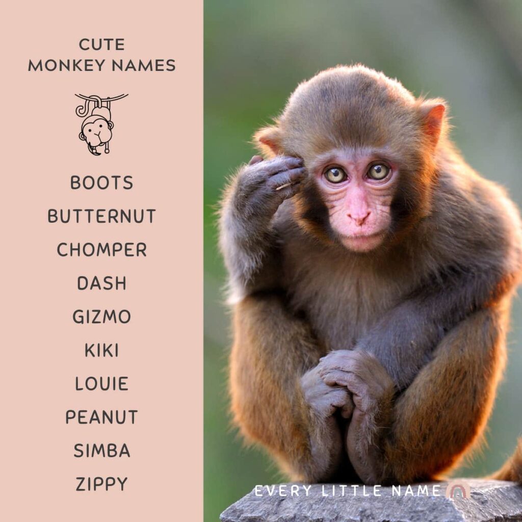 170+ Best Monkey Names (Cute, Funny, and Creative) - Every Little Name