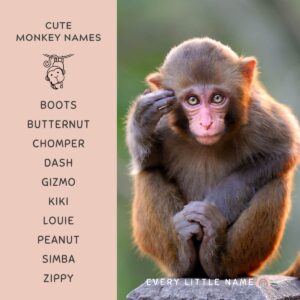 170+ Best Monkey Names (Cute, Funny, and Creative) - Every Little Name