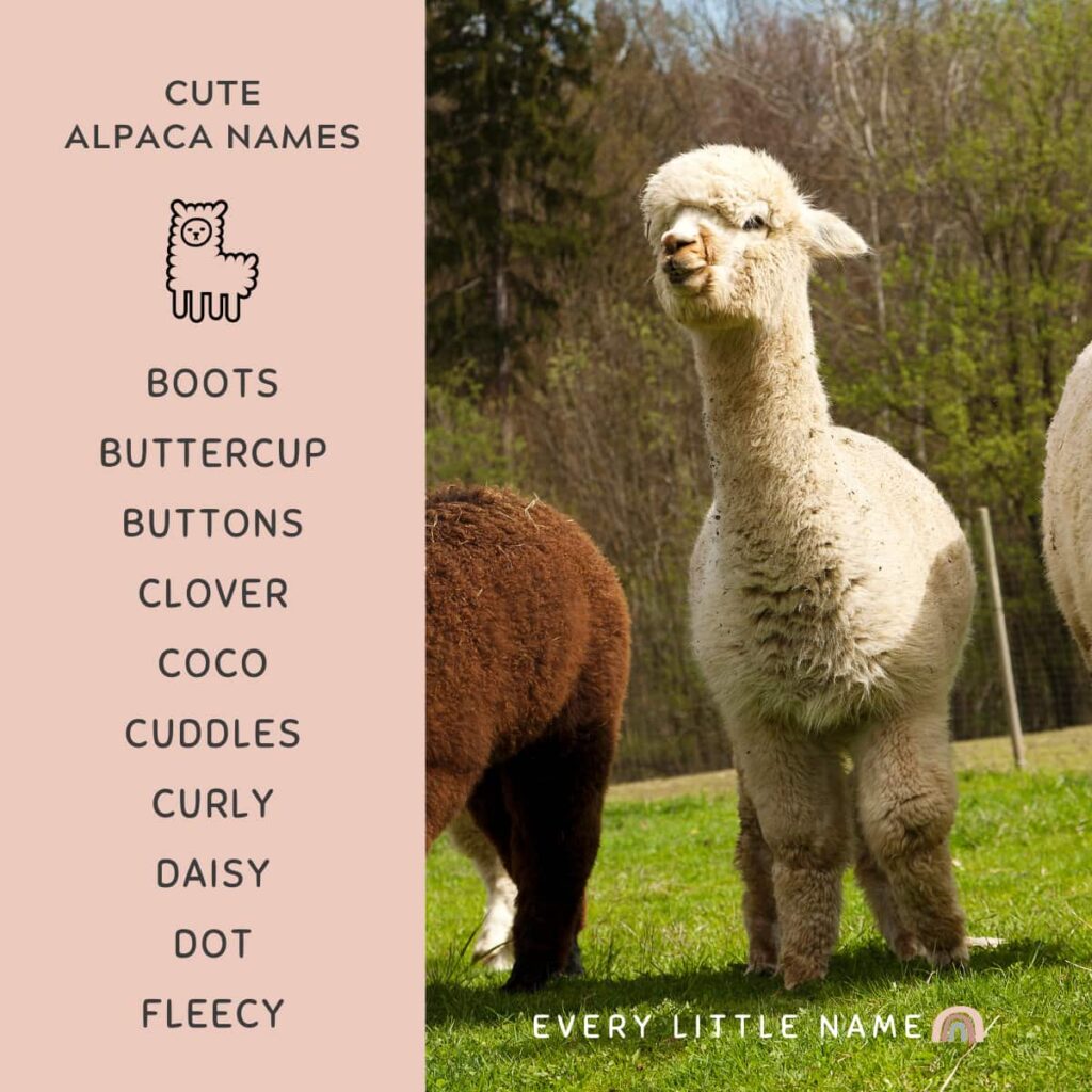 170+ Adorable Alpaca Names (Best, Funny, and Unique) - Every Little Name