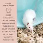 210+ Best Mouse Names (Cute, Clever, and Funny) - Every Little Name