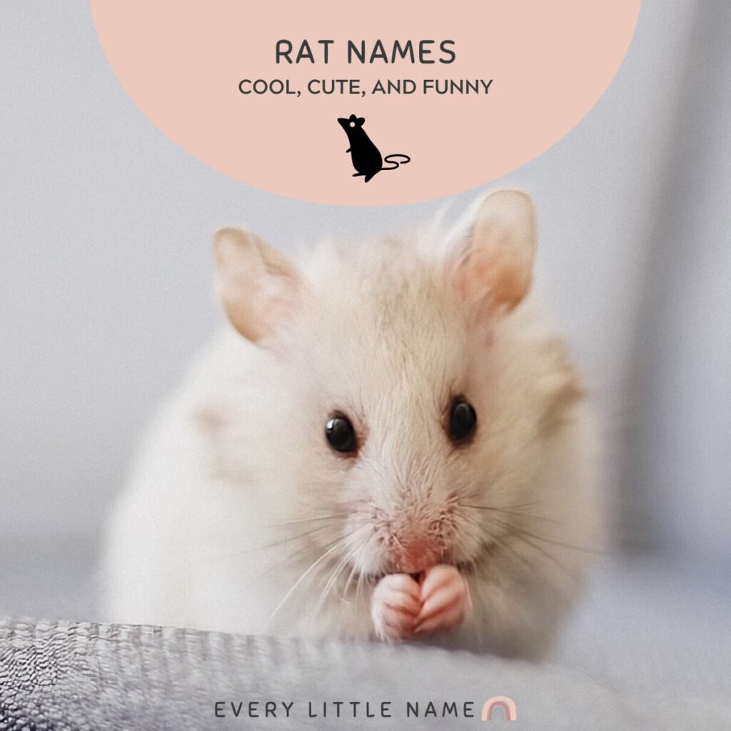 220 Best Rat Names Cool Cute And Funny Every Little Name 220 Best Rat Names Cool Cute And Funny Every Little Name