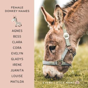 170+ Best Donkey Names (Cute, Funny, and Creative) - Every Little Name