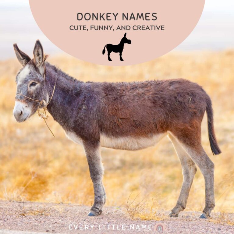 170+ Best Donkey Names (Cute, Funny, and Creative) - Every Little Name