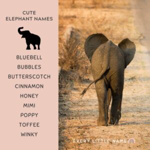 180+ Best Elephant Names (Cute, Funny, and Creative) - Every Little Name